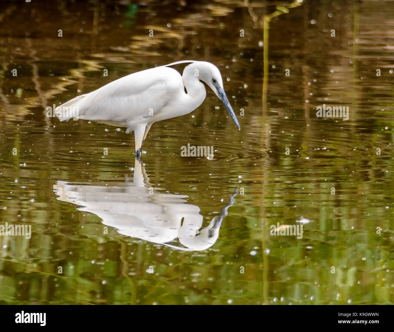 White white egret hi-res stock photography and images - Alamy