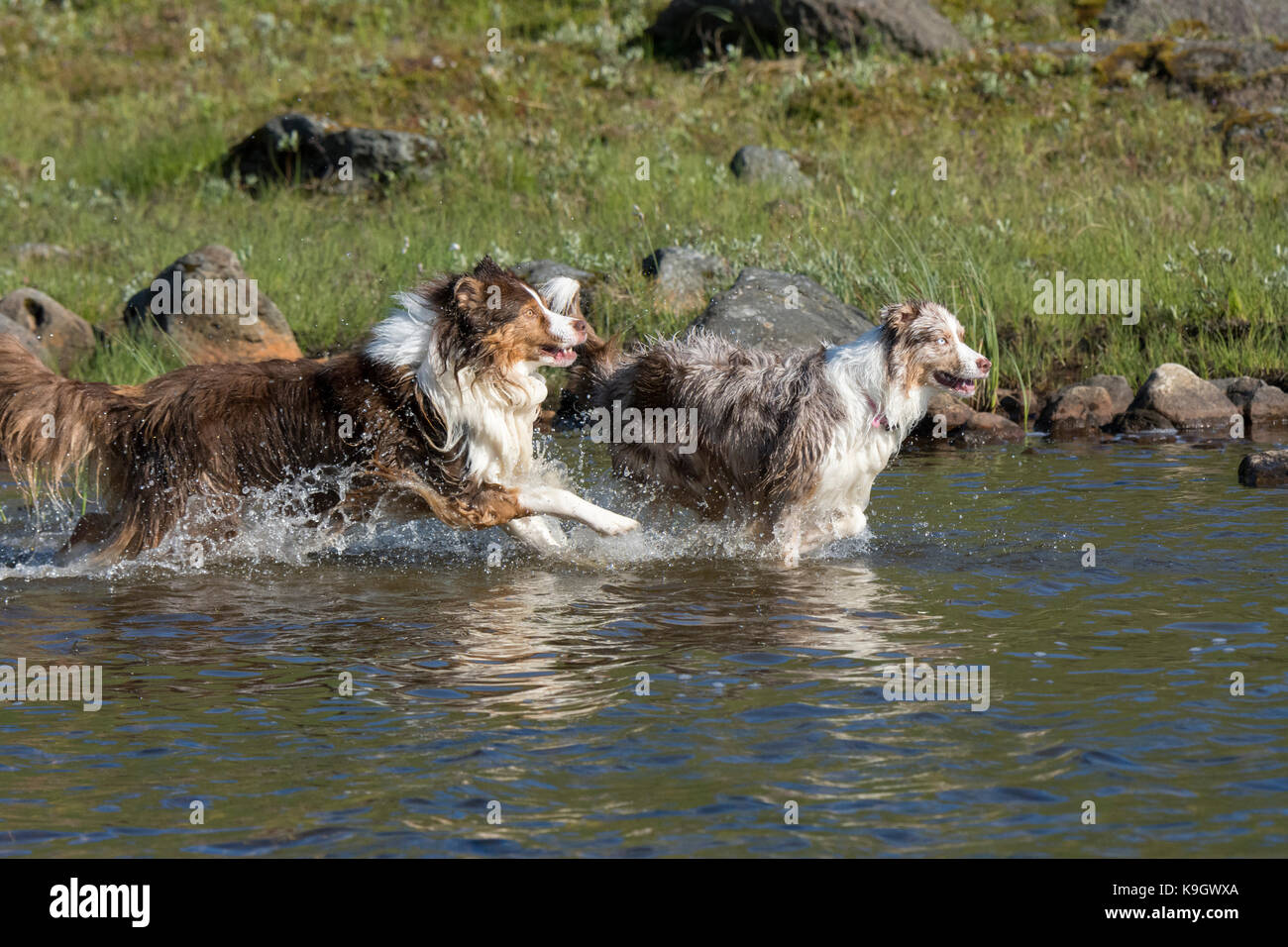 Two australian shepherd dogs running in the water of a lake Stock Photo ...