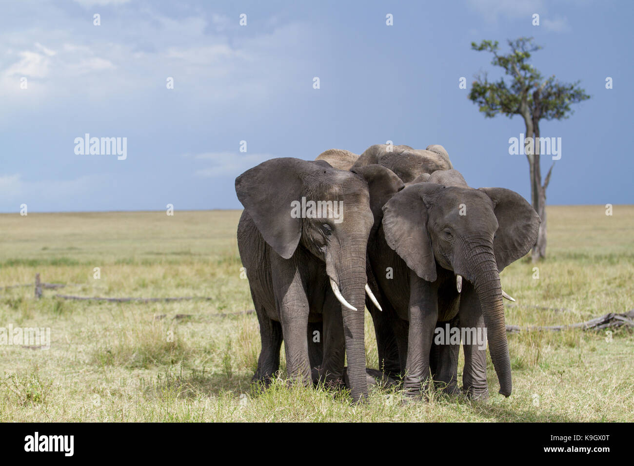 Elephants mating hi-res stock photography and images - Alamy