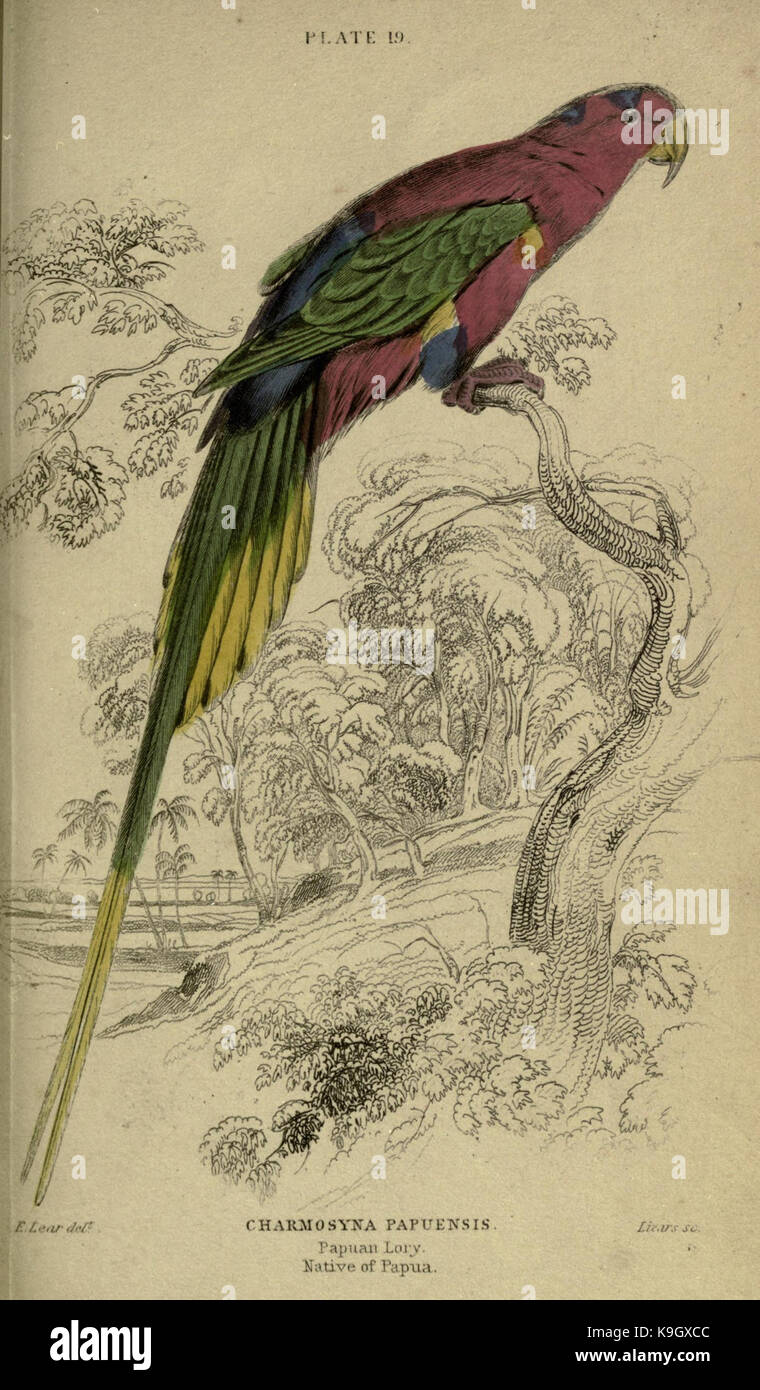 Parrots (Plate 19) (7977163703 Stock Photo - Alamy