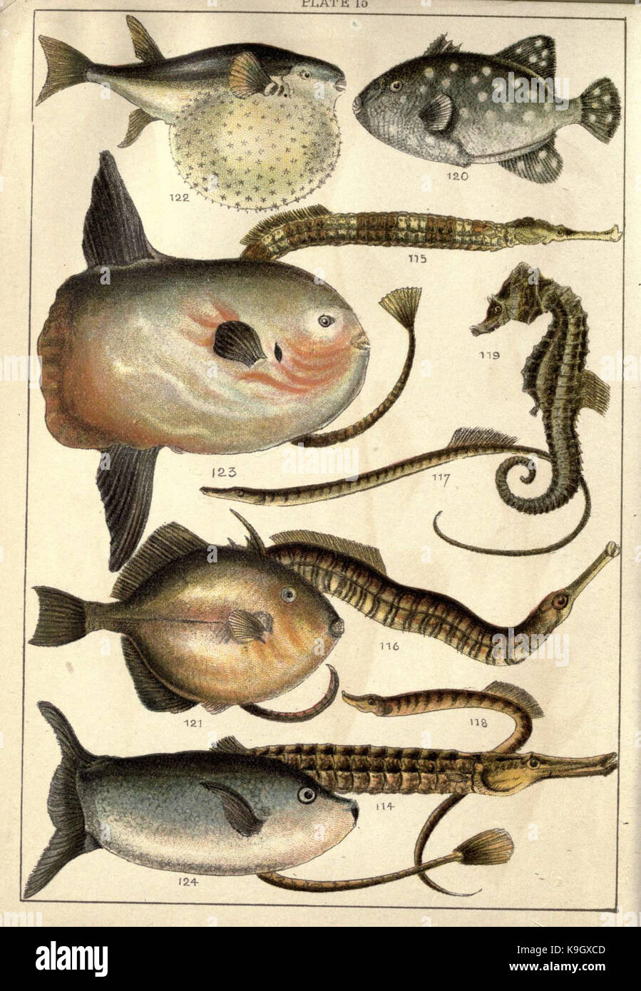 Our country's fishes and how to know them (Plate 15) (5984486109 Stock ...