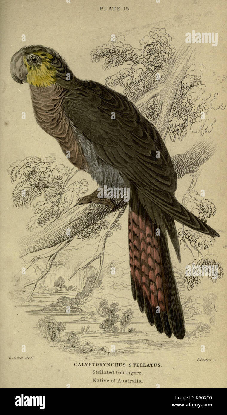 Parrots (Plate 15) (7977161174 Stock Photo - Alamy