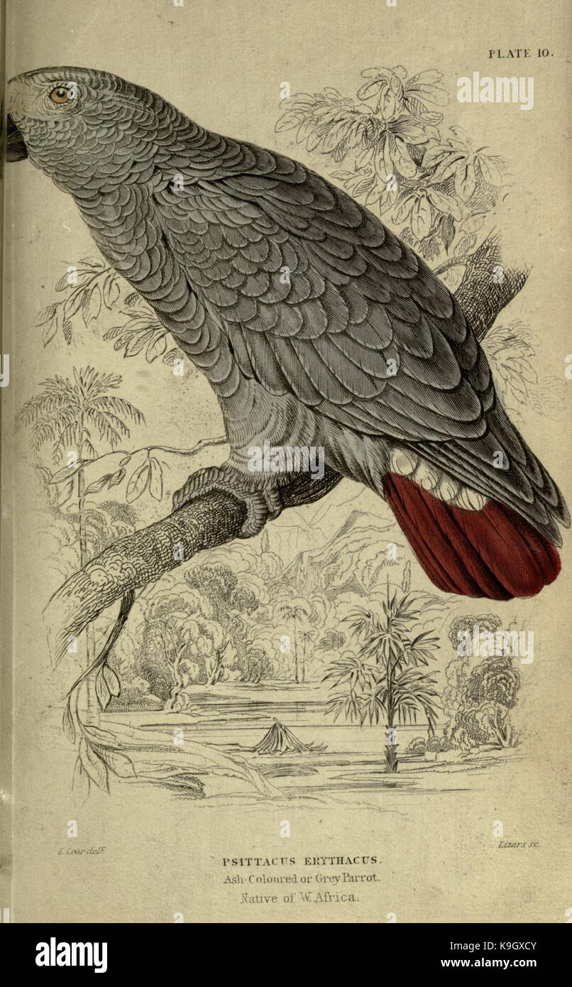 Parrots (Plate 10) (7977154649 Stock Photo - Alamy