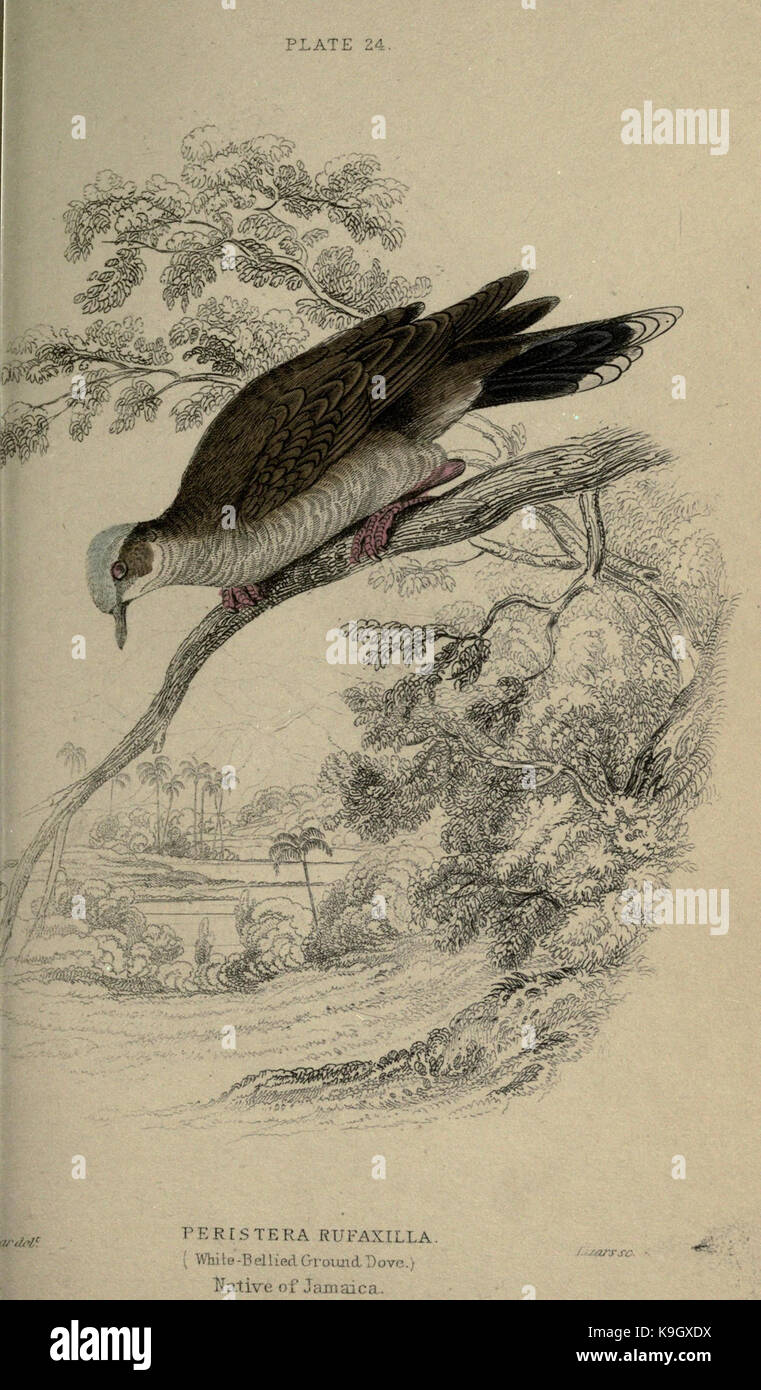 Pigeons (Plate 24) (6976199717 Stock Photo - Alamy