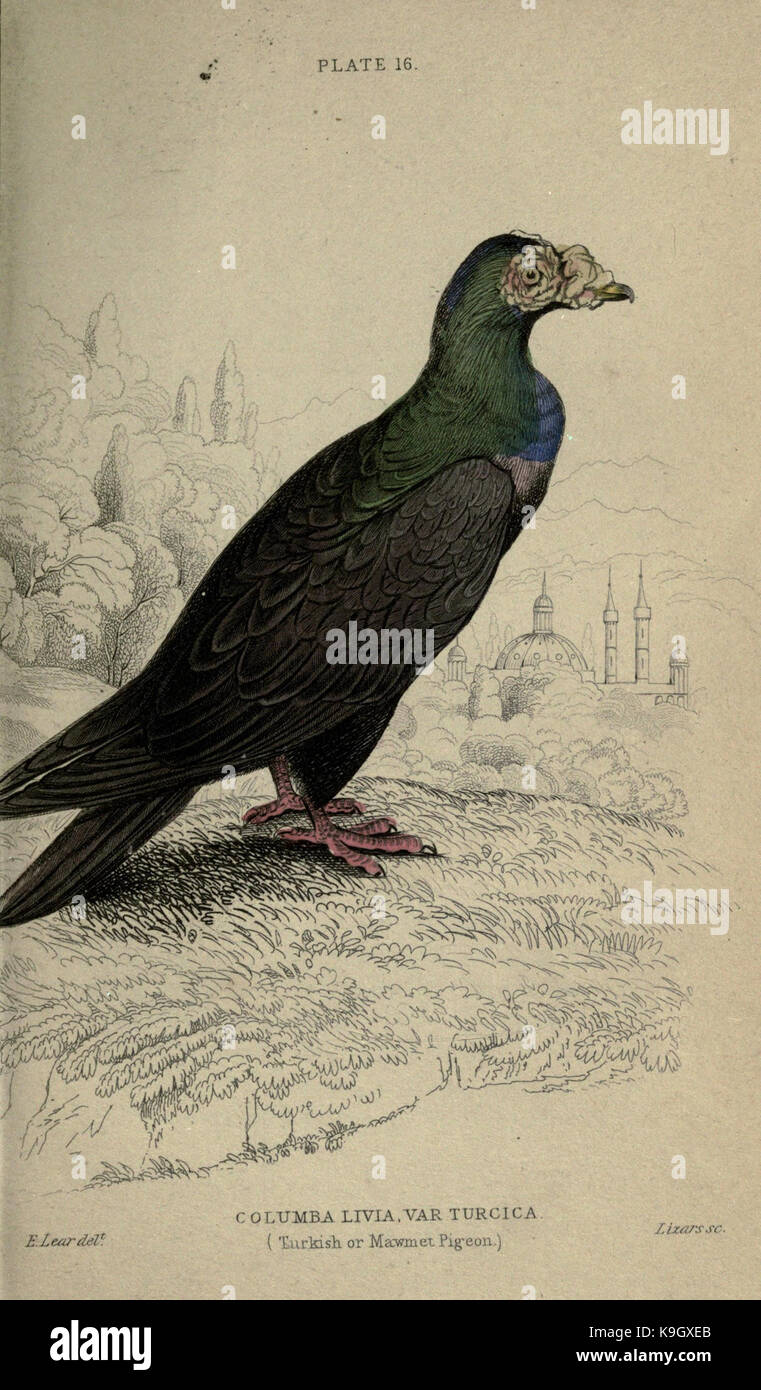 Pigeons (Plate 16) (6976191749 Stock Photo - Alamy