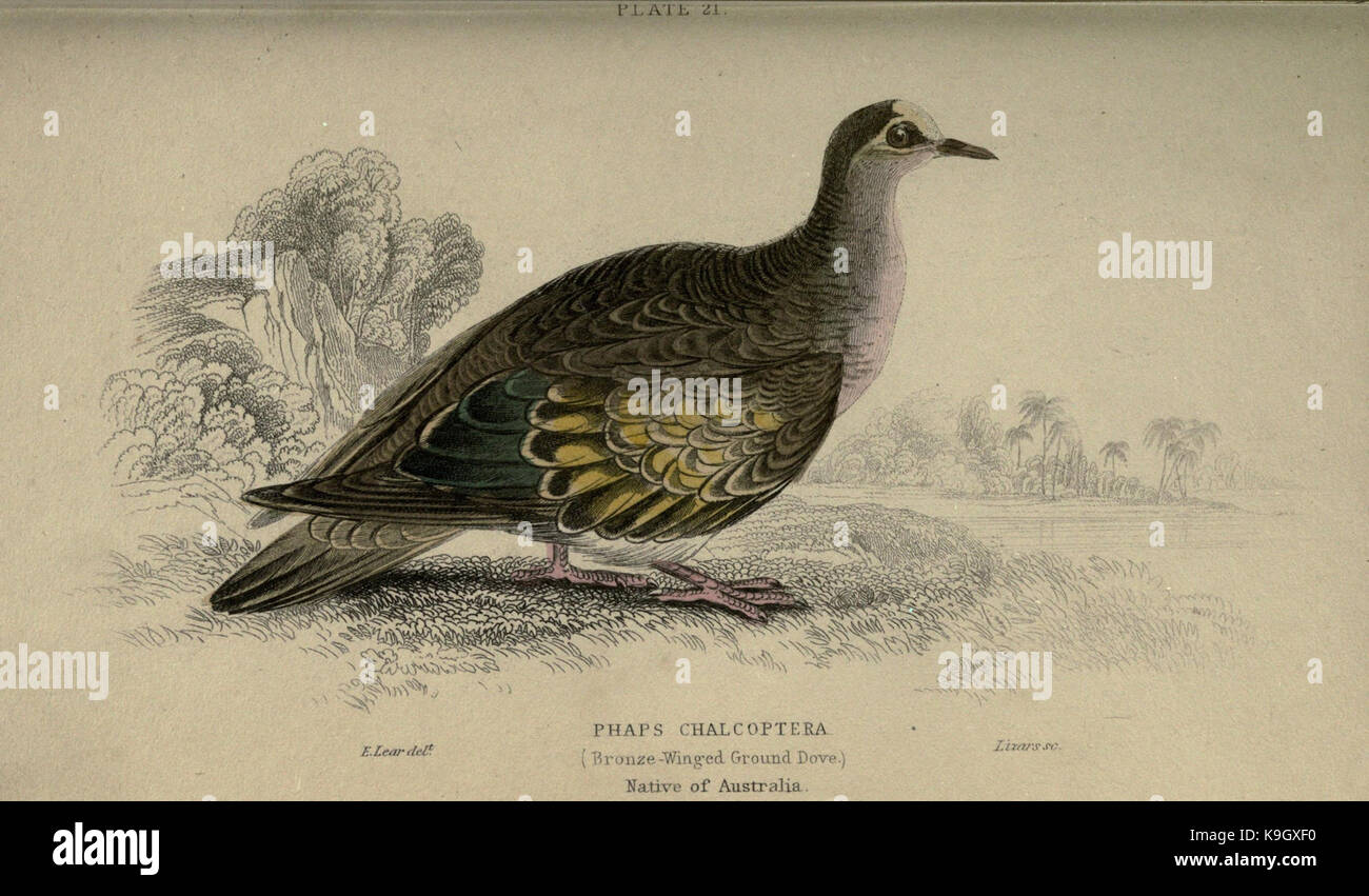 Pigeons (Plate 21) (6830072204 Stock Photo - Alamy