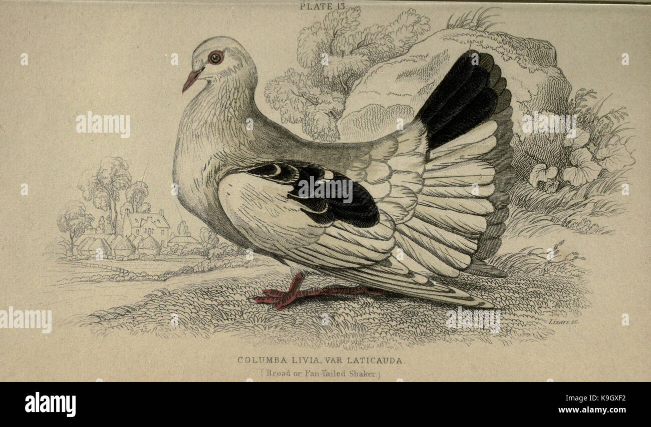 Pigeons (Plate 13) (6830064640 Stock Photo - Alamy