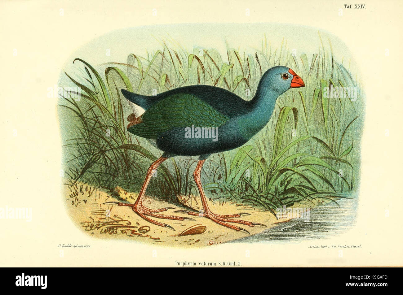 Ornis Caucasica. Die Vogelwelt des Kaukasus (Taf. XXIV) (7936937870 ...