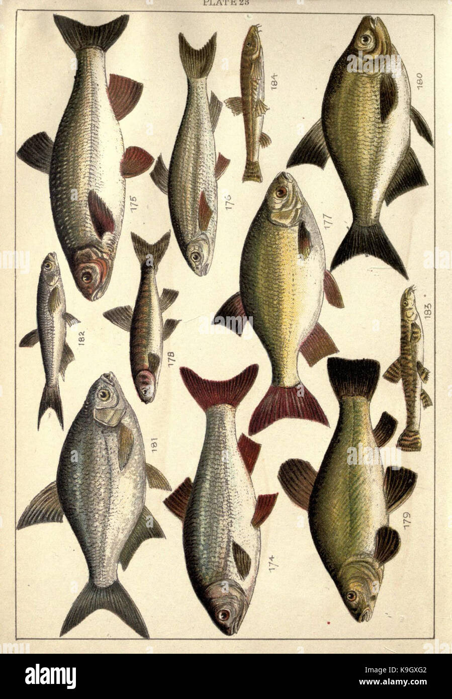 Our country's fishes and how to know them (Plate 23) (5984488099 Stock ...