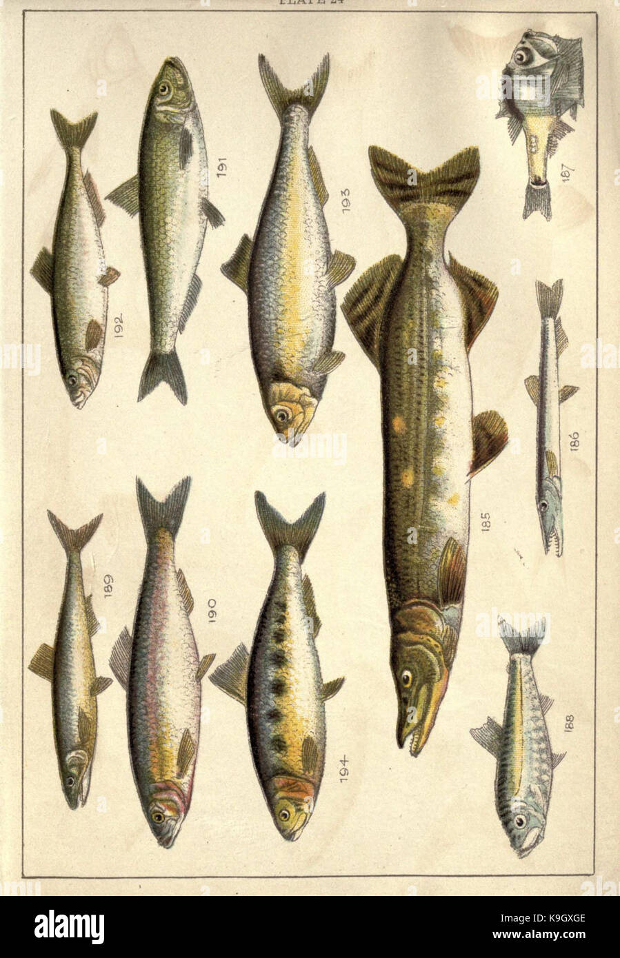 Our country's fishes and how to know them (Plate 24) (5985052122 Stock ...