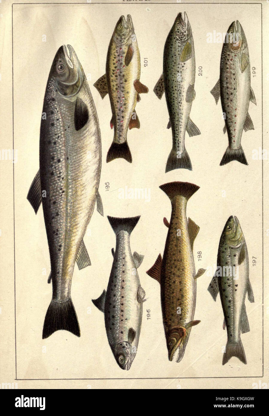 Our country's fishes and how to know them (Plate 25) (5984488457 Stock ...