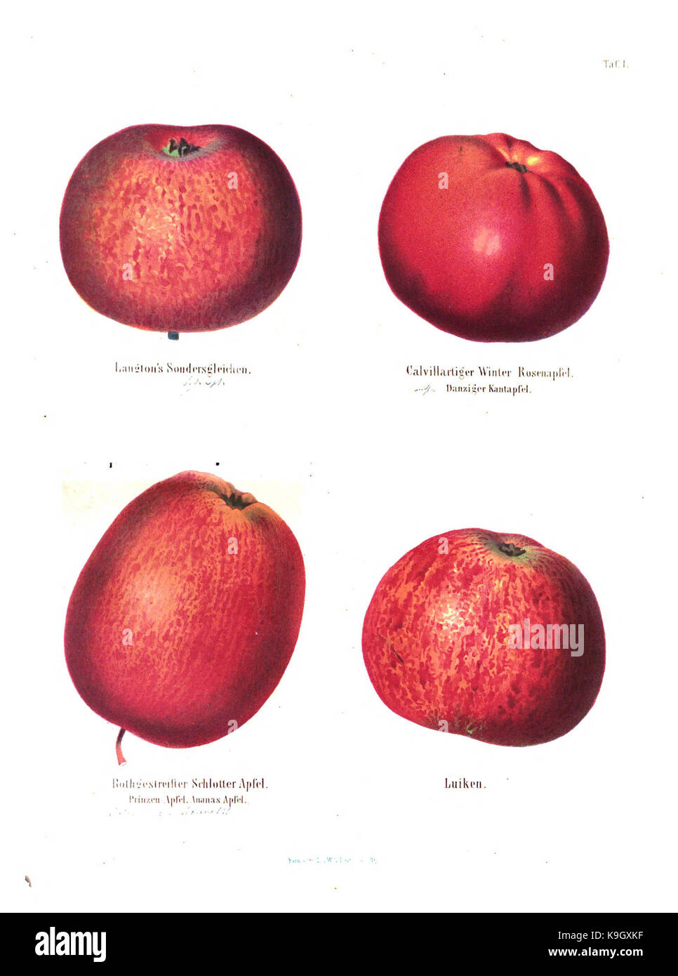 Obstsorten hi-res stock photography and images - Alamy