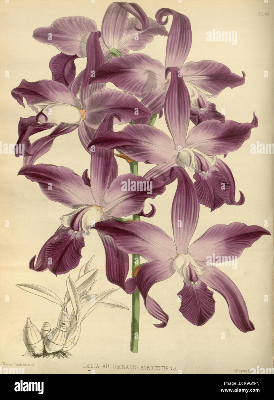 R. Warner & B.S. Williams The Orchid Album volume 02 plate 049 (1883 ...