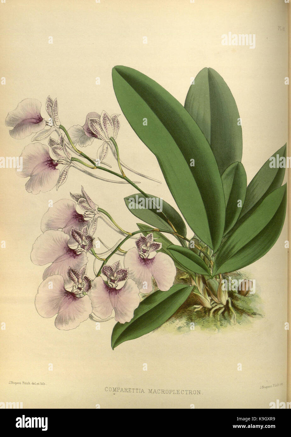 R. Warner & B.S. Williams The Orchid Album volume 02 plate 065 (1883 ...