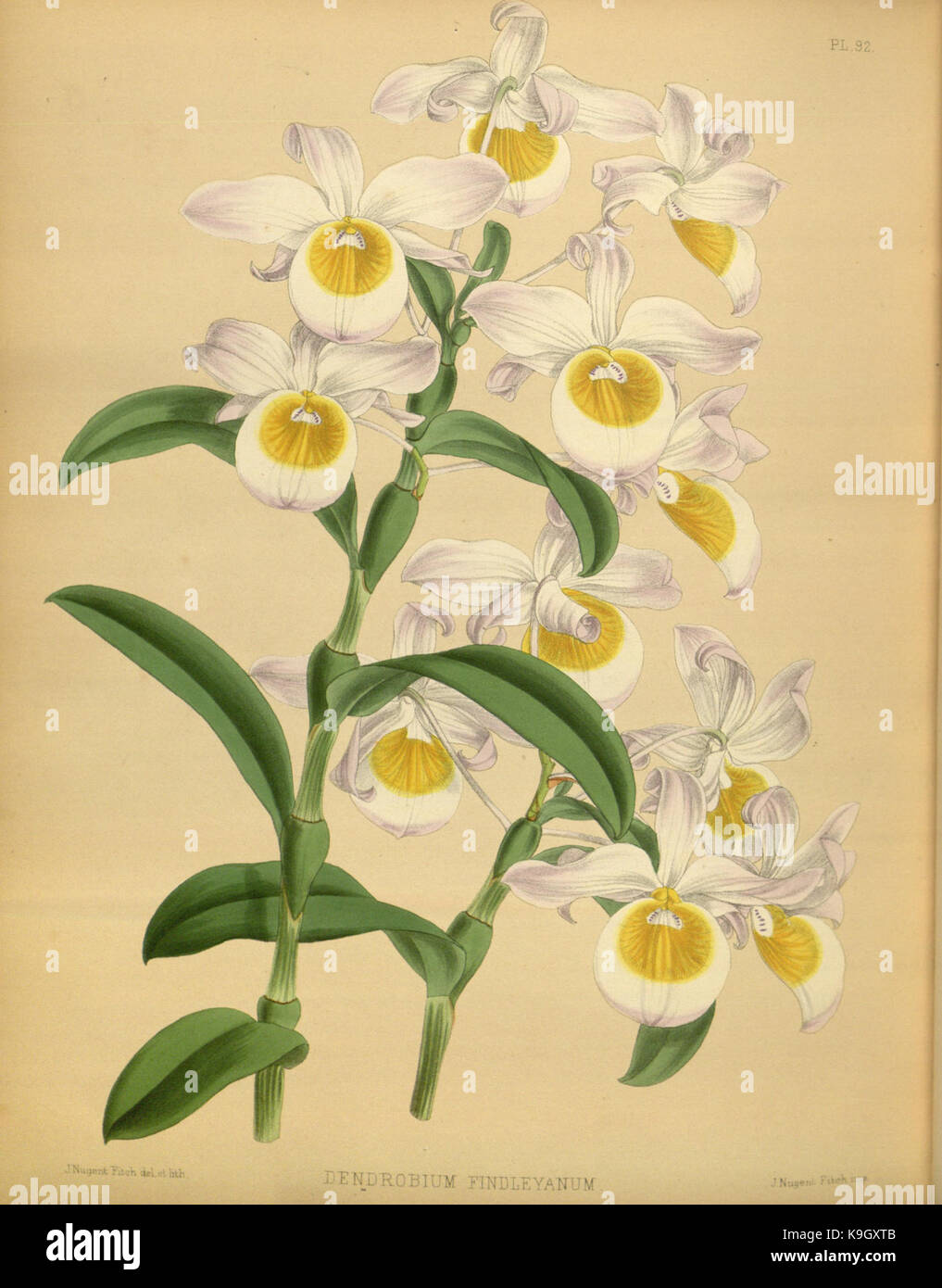 R. Warner & B.S. Williams The Orchid Album volume 02 plate 092 (1883 ...