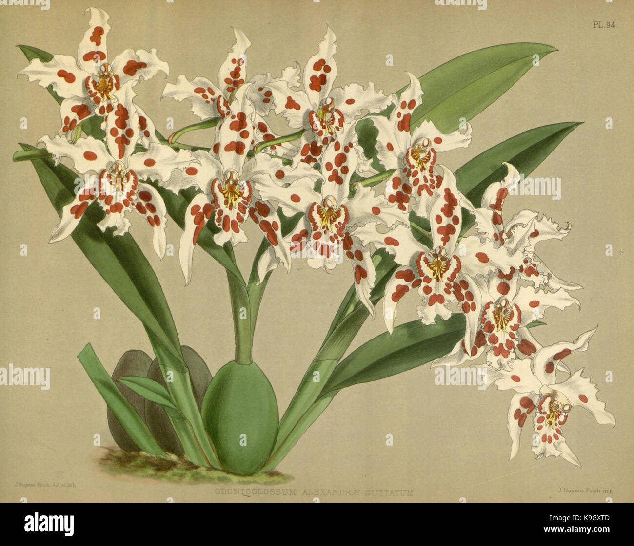 R. Warner & B.S. Williams The Orchid Album volume 02 plate 094 (1883 ...