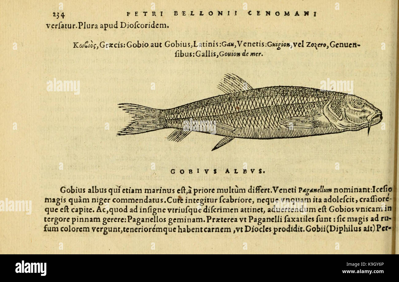 Petri Bellonii Cenomani De aquatilibus (Page 234, Fig. 102) BHL4770378 ...