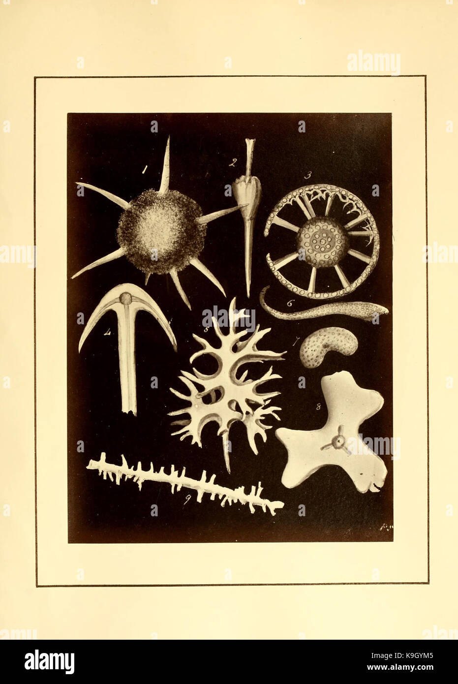 Remarkable fossils hi-res stock photography and images - Alamy