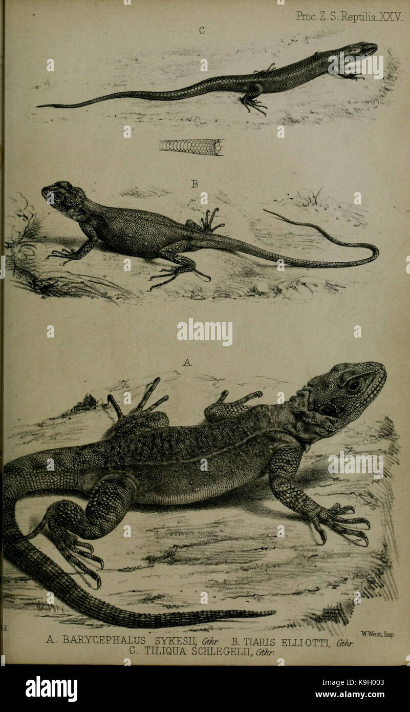 Proceedings of the Zoological Society of London (Plate Reptilia XXV ...