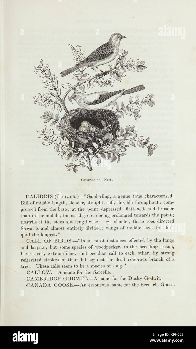 Ornithological dictionary of British birds (Page 69) BHL43750217 Stock ...