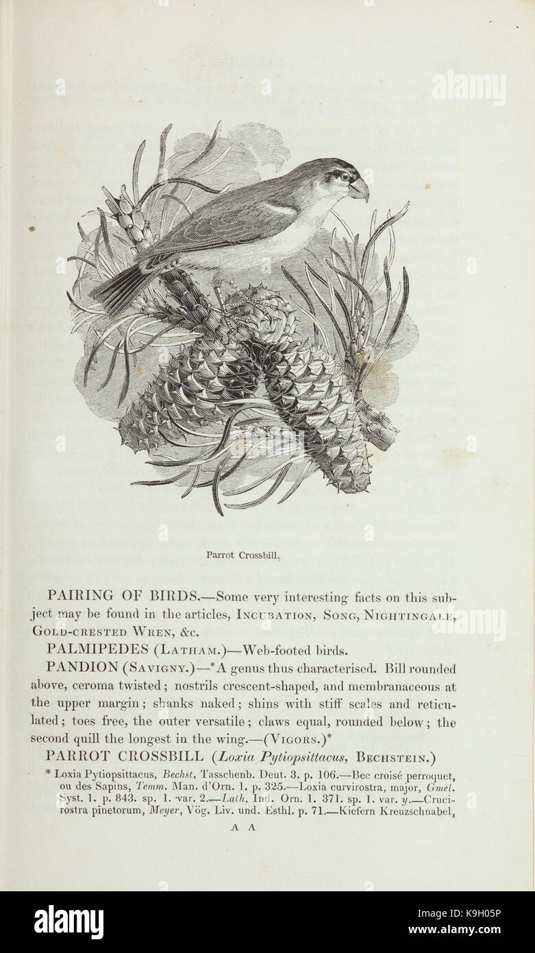 Ornithological dictionary of British birds (Page 353) BHL43750501 Stock ...