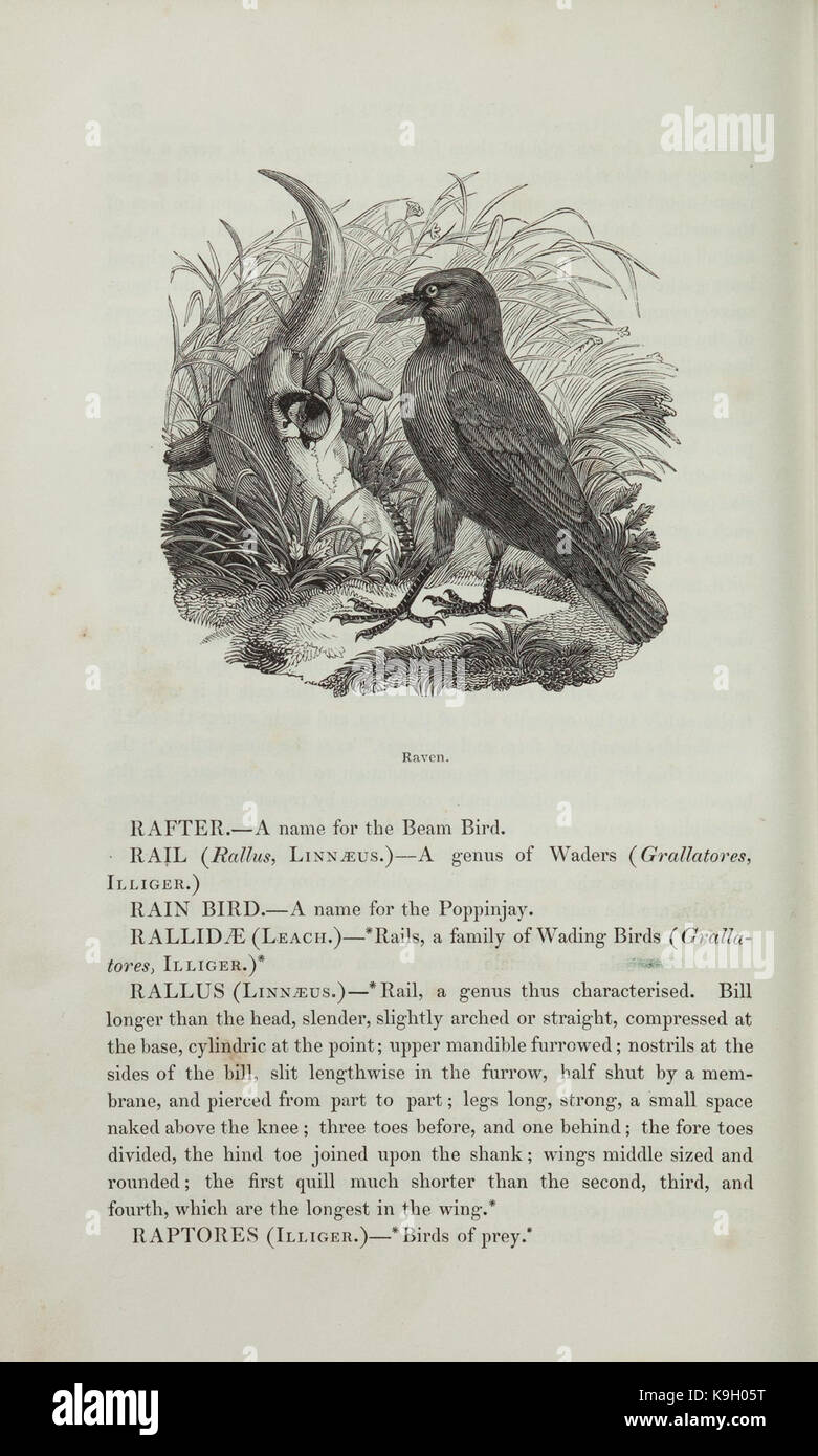 Ornithological dictionary of British birds (Page 398) BHL43750546 Stock ...