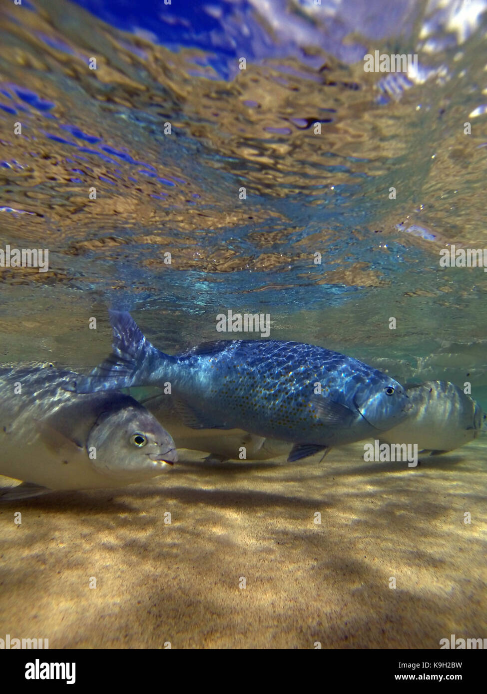 Bluefish (Girella cyanea) underwater at Ned's Beach, Lord Howe Island ...