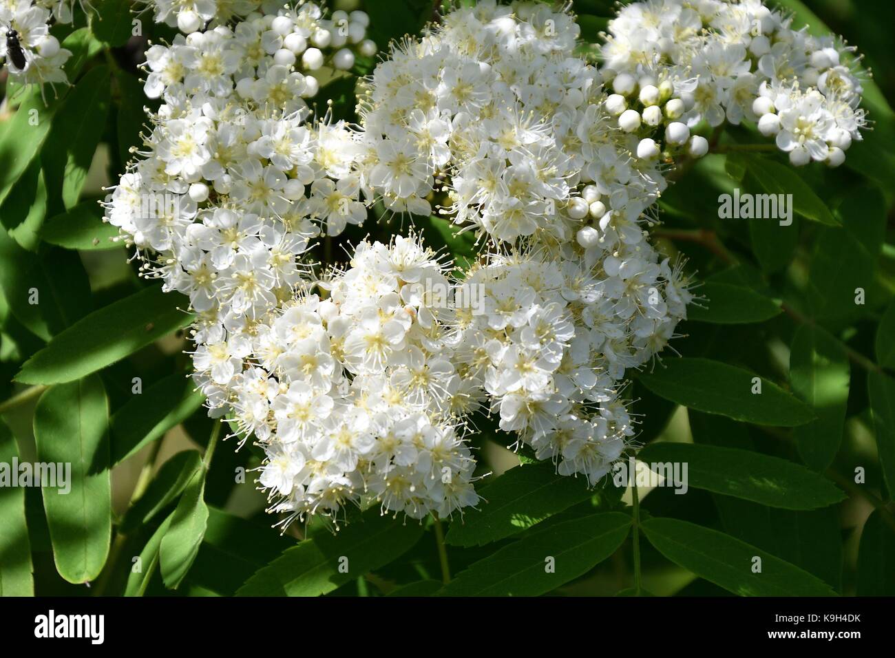 White flowers Rowan on a spring day Stock Photo - Alamy