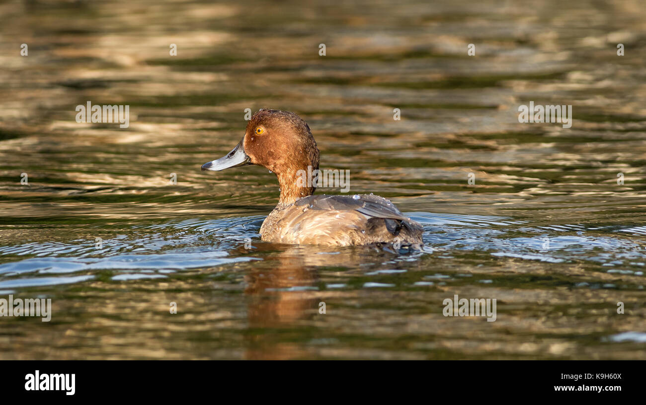 Adolescent Duck Stock Photos & Adolescent Duck Stock Images - Alamy