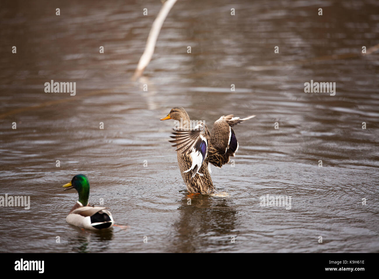 Mallard Hen, North America Stock Photo - Alamy