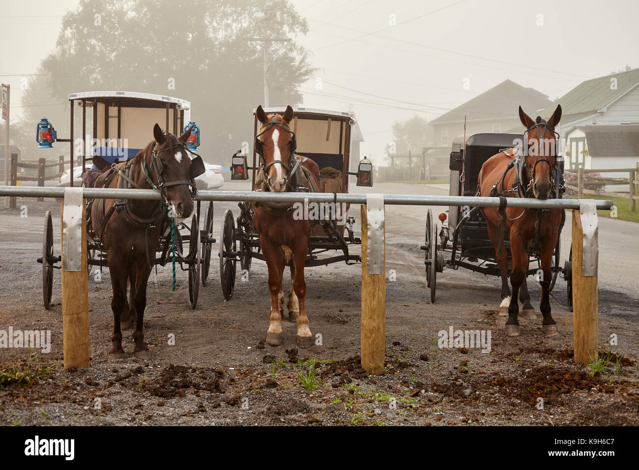 Amish horse horses buggy hi-res stock photography and images - Alamy