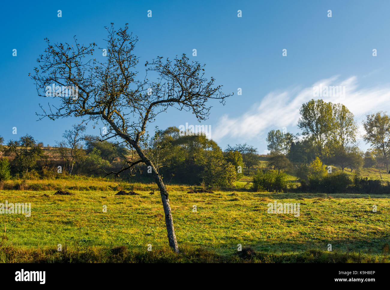 Leafless tree view hi-res stock photography and images - Alamy