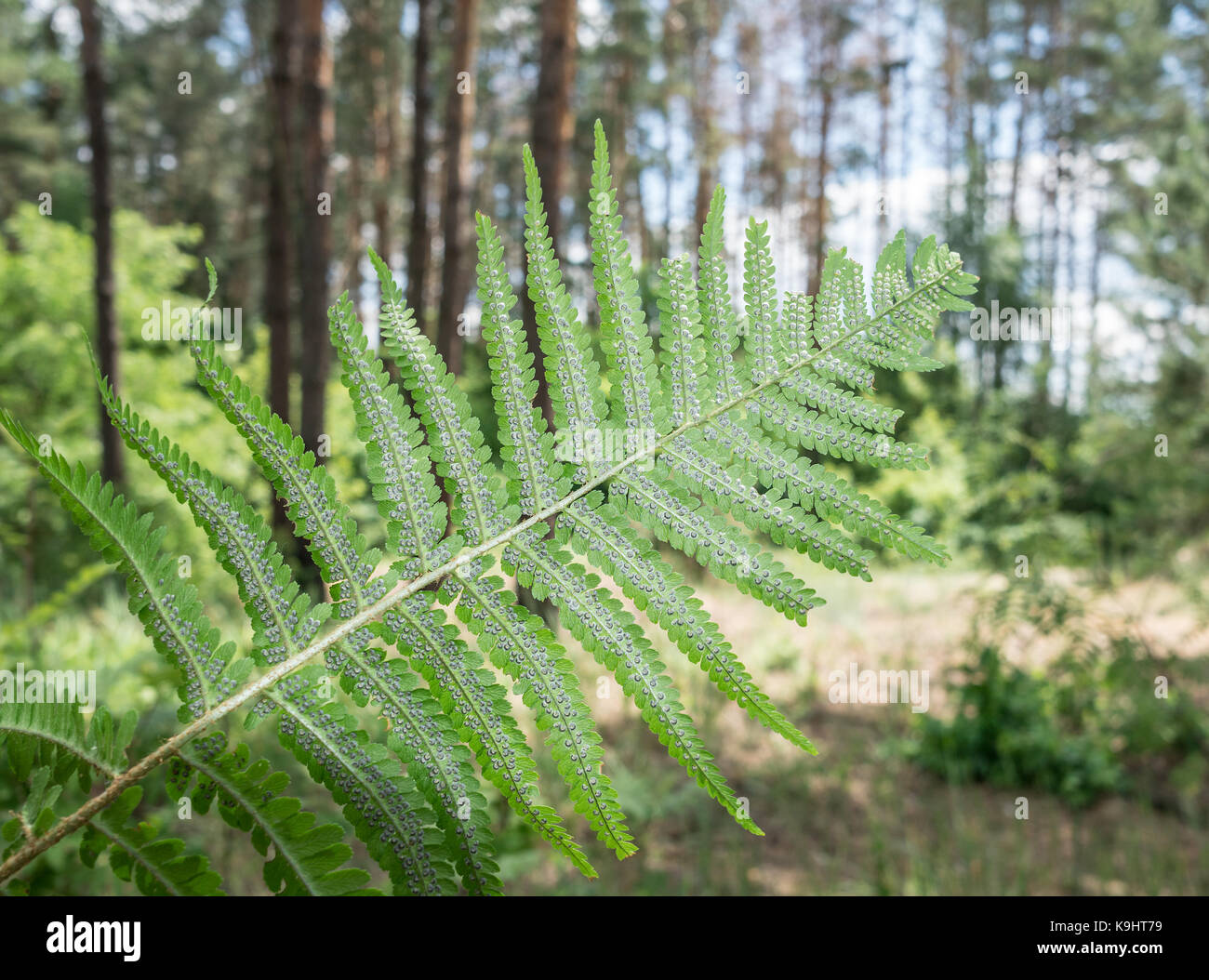 Sporophyte hi-res stock photography and images - Alamy