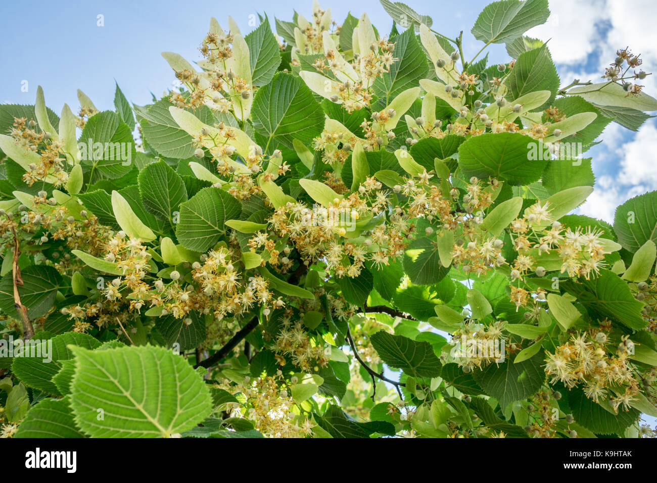 Linden tree in blossom. Nature background Stock Photo - Alamy