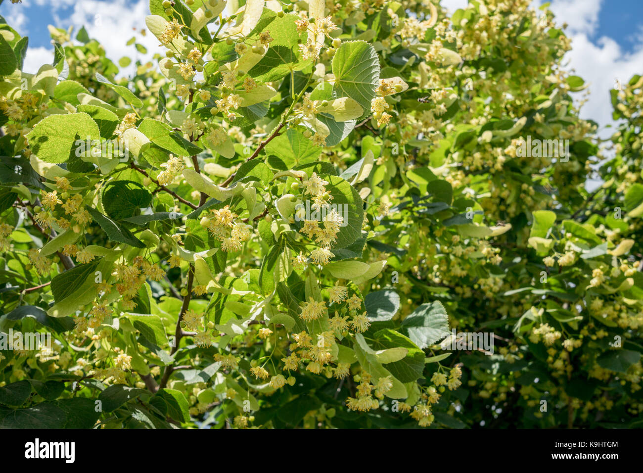 Linden tree in blossom. Nature background Stock Photo - Alamy