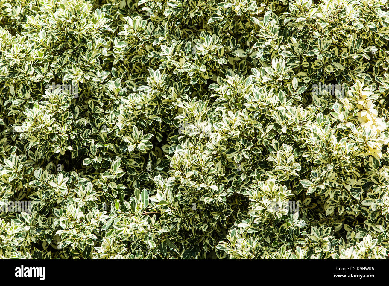 Big ficus shrubs. Nature background Stock Photo - Alamy