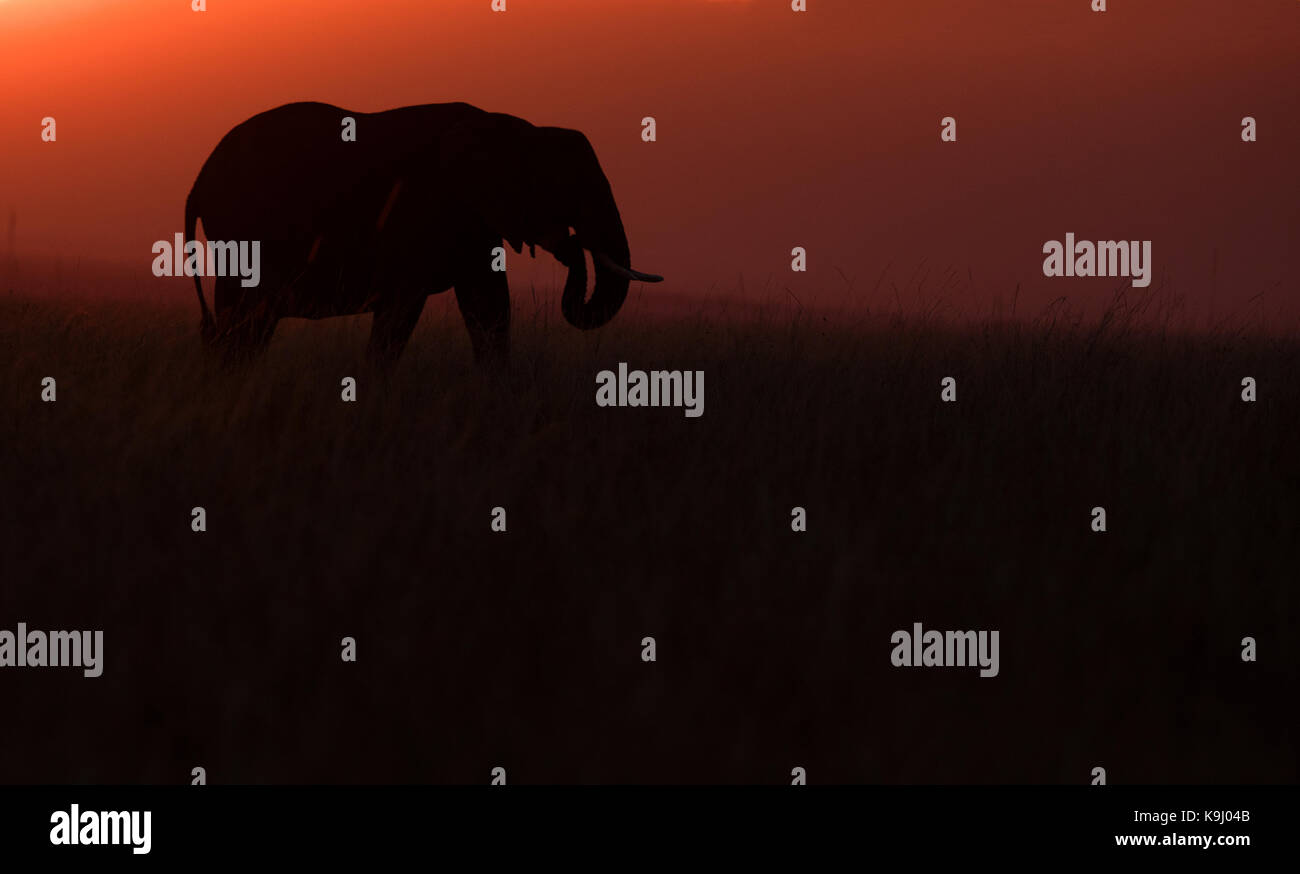 African elephant at sunset hi-res stock photography and images - Alamy