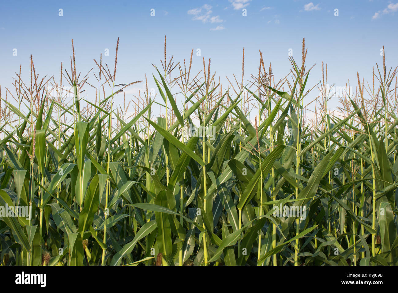 Corn stalks tassels hi-res stock photography and images - Alamy