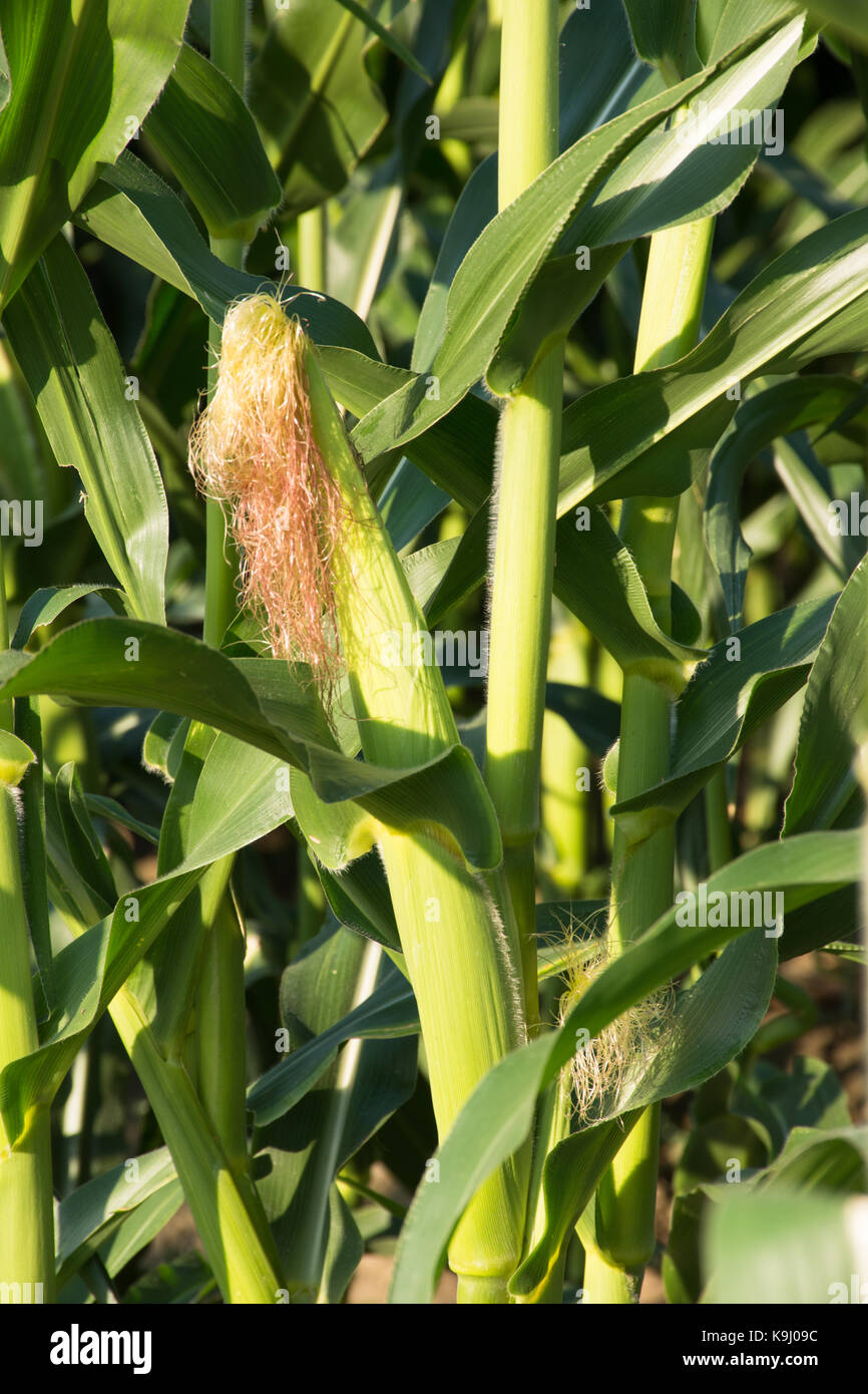 Corn Silk High Resolution Stock Photography and Images - Alamy