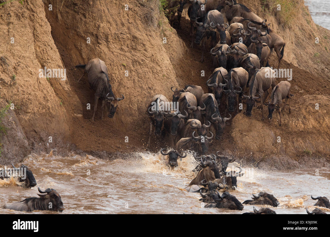 Wildebeests or Gnu crossing the Mara river during the Great Migration ...