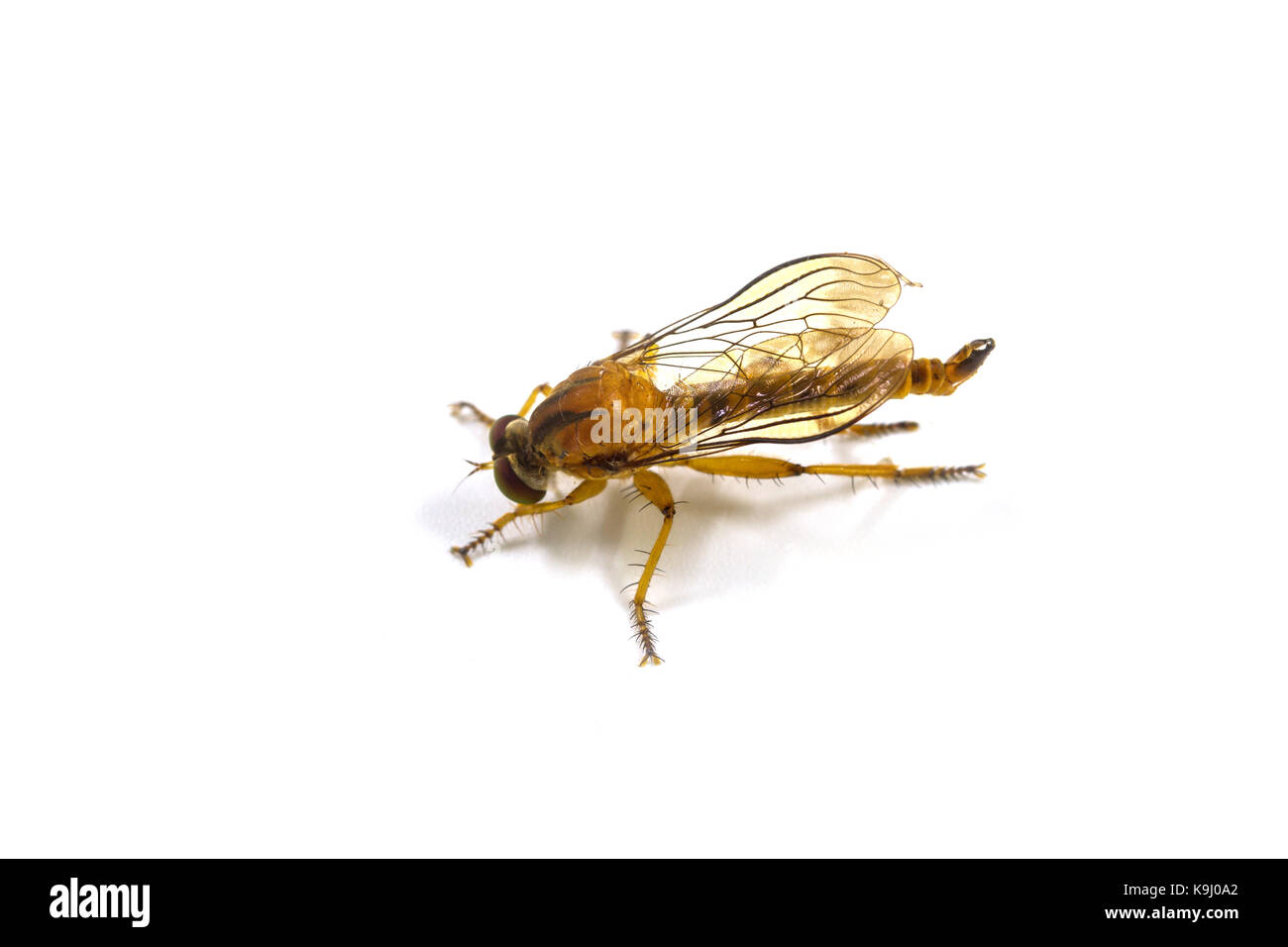 Close up robber fly isolated on white background Stock Photo - Alamy