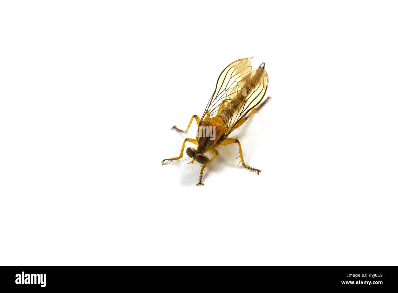 Close up robber fly isolated on white background Stock Photo - Alamy