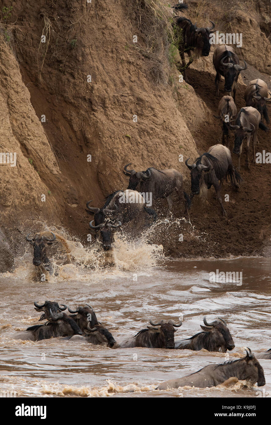 Wildebeests or Gnu crossing the Mara river during the Great Migration ...