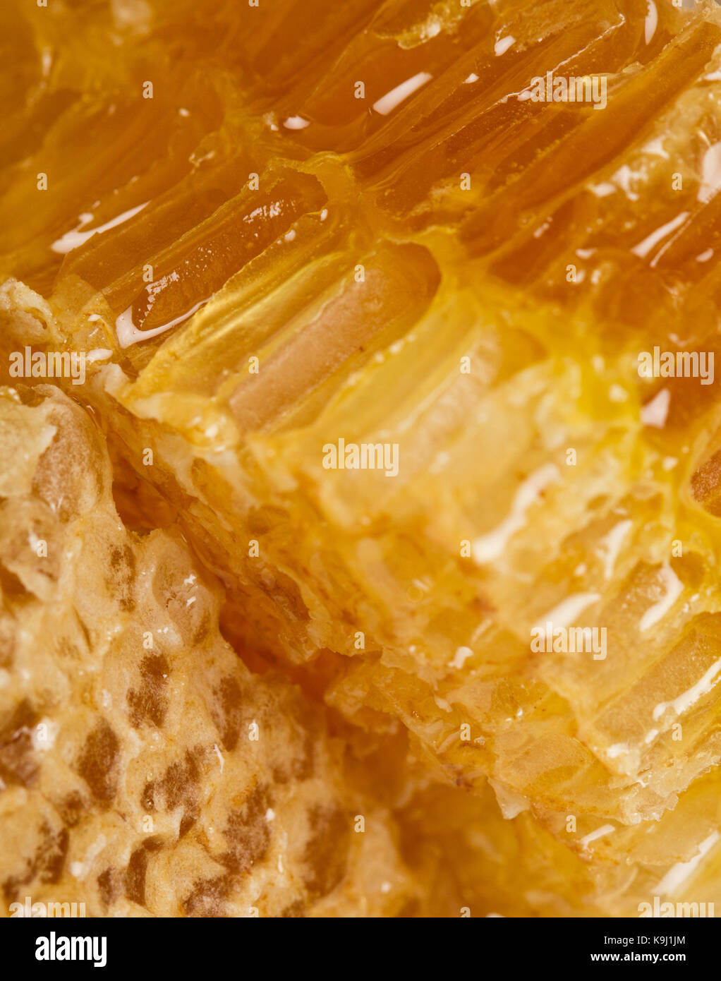 Fresh honey in comb Stock Photo - Alamy