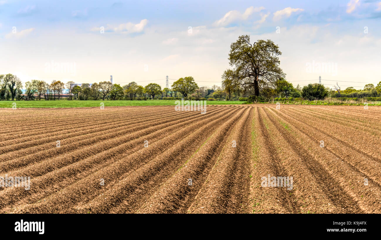 The Tilled Field
