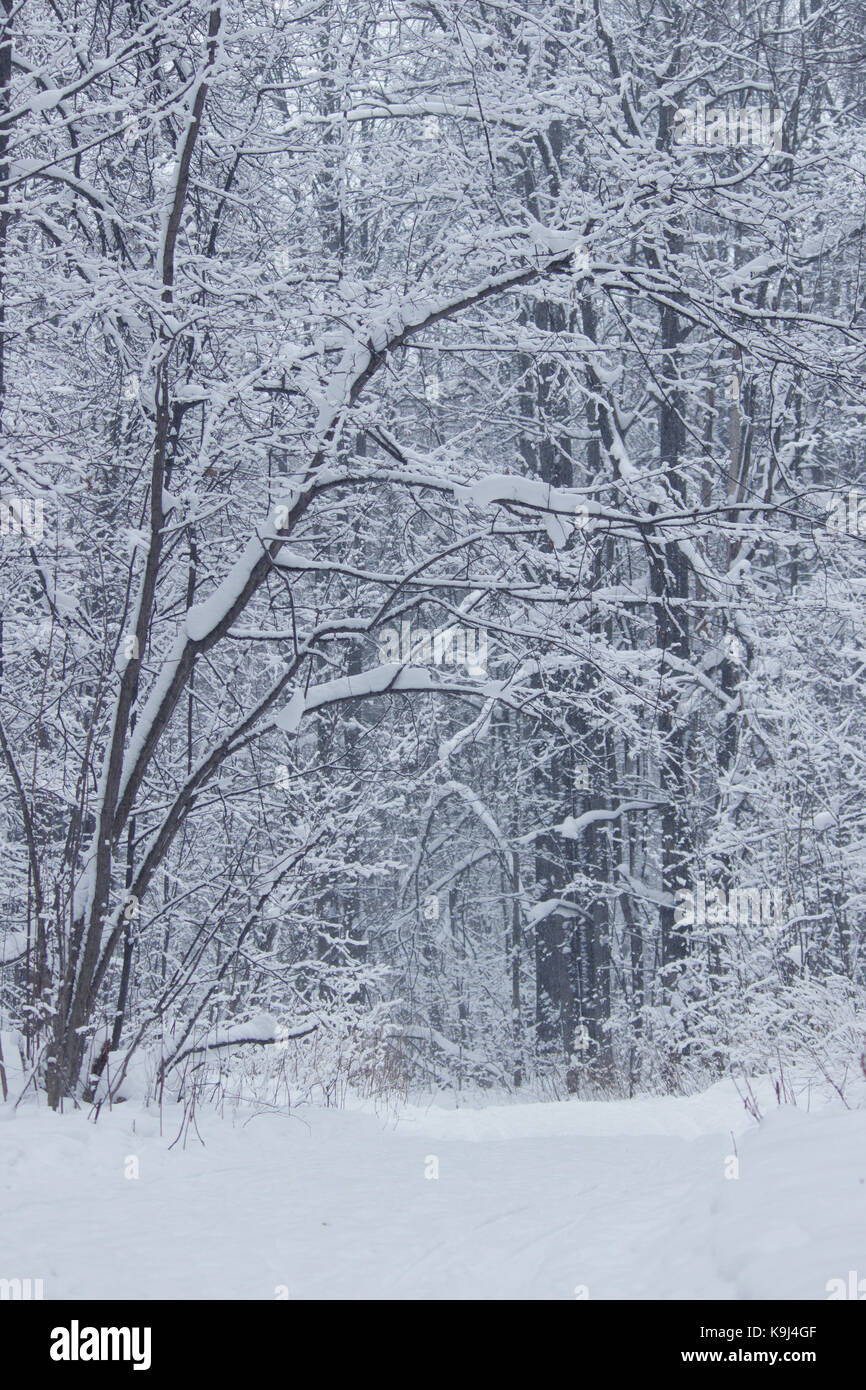 dark and moody winter forest. trees covered with snow Stock Photo - Alamy
