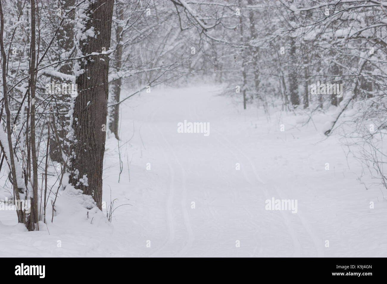 dark and moody winter forest. trees covered with snow Stock Photo - Alamy