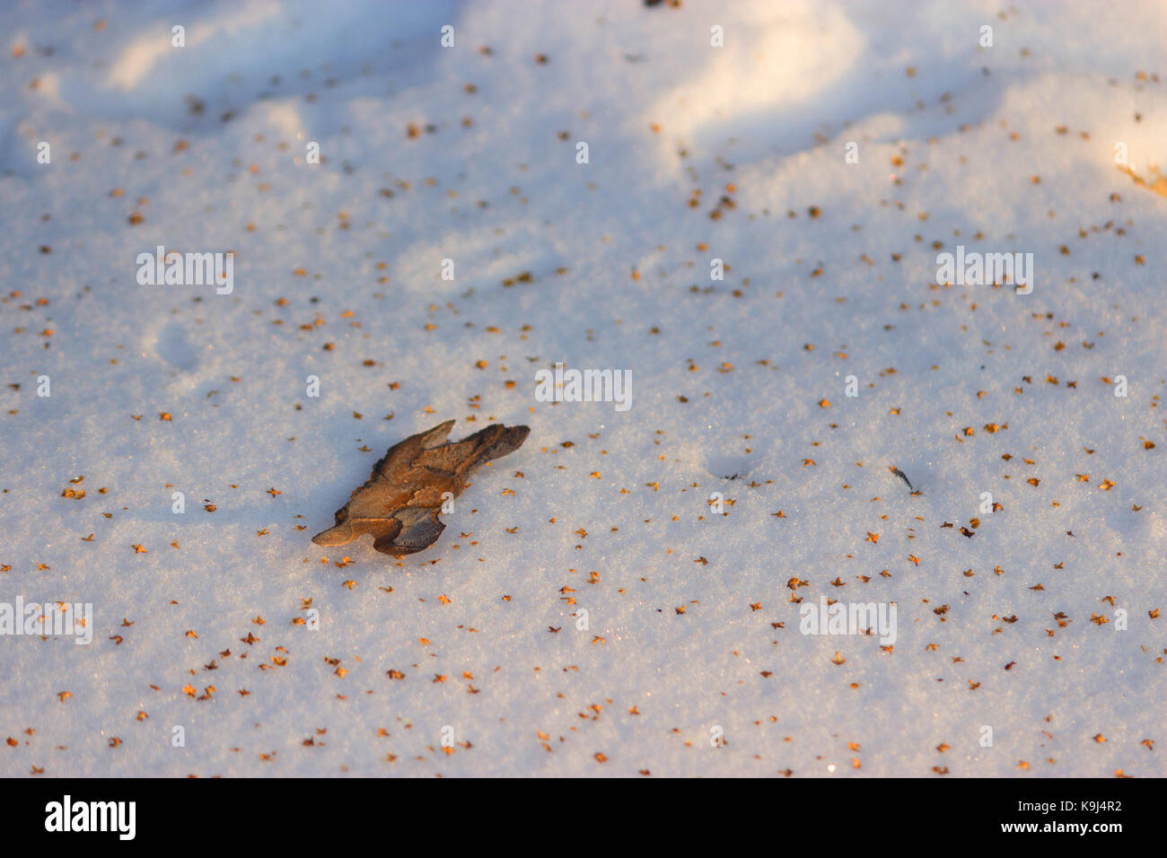 tree seeds on snow. spring is comming concept Stock Photo - Alamy
