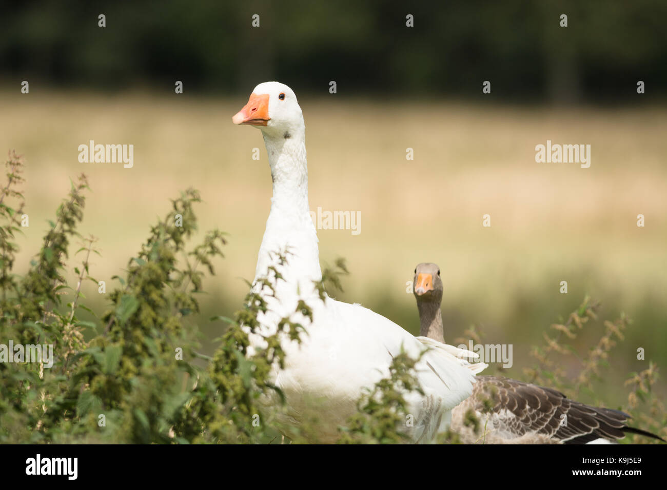 Goose on the lookout Stock Photo - Alamy