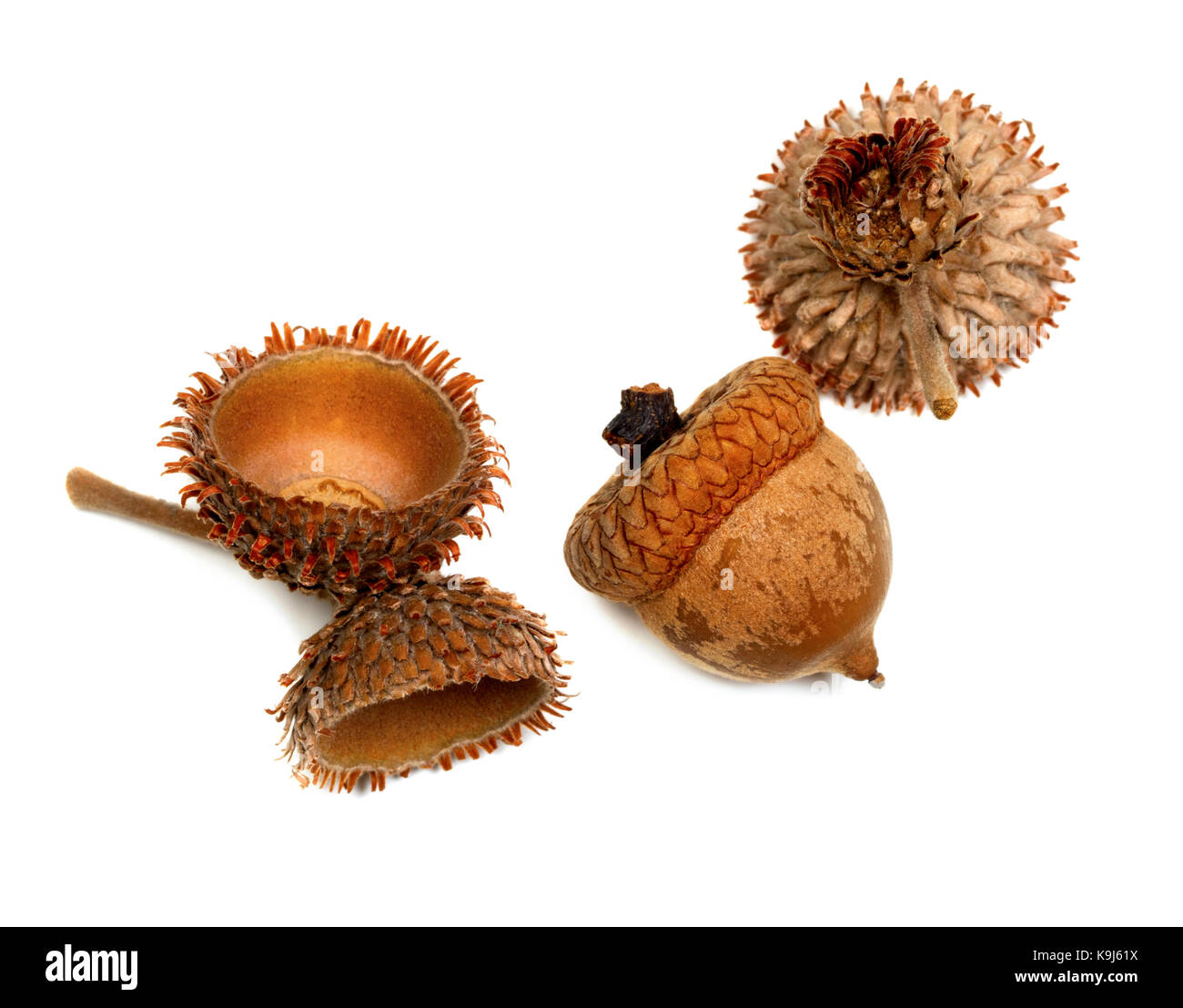Autumnal dry acorns from oak isolated on white background Stock Photo ...